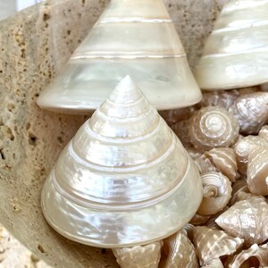 100% Authentic Seashell Shiny Polished Pearlized Pyramid Trochus Top ...