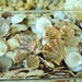 Baby Flat Seashells 1-2" YOU PICK QUANTITY Speckled Scallops Craft ...