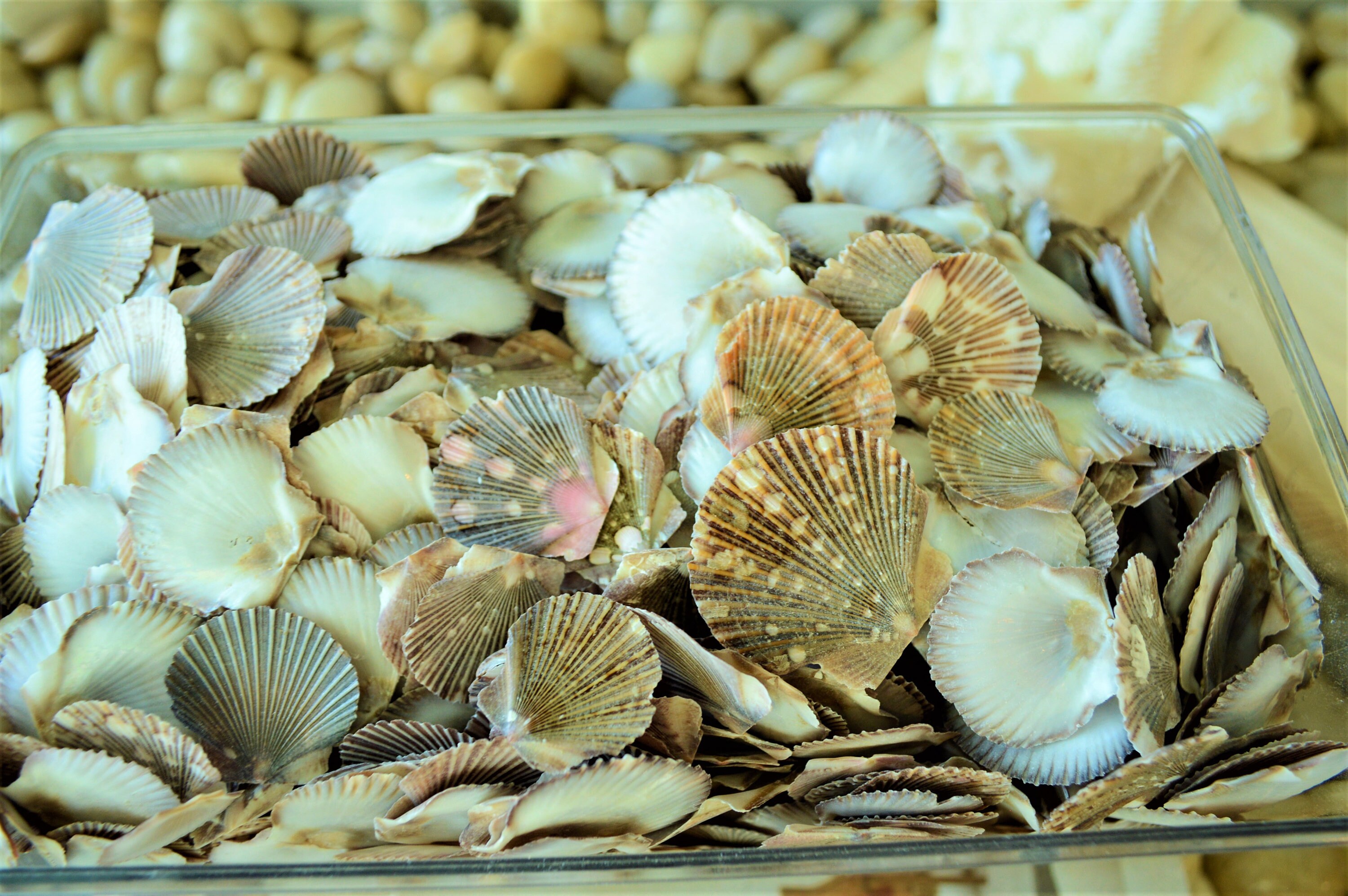 BABY FLAT SCALLOP Shells *bulk 2.2 Lbs. Hundreds* Natural Colorful 1-2 ...