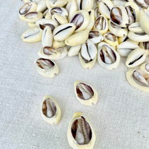 Bulk 100pc Sliced Cut Money Cowry Cowries Jewelry Shell Crafts Coastal ...