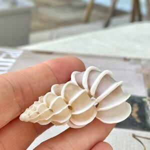 X-large Precious Wentletrap 1.75-2.25" Display Quality Shell Seashell ...
