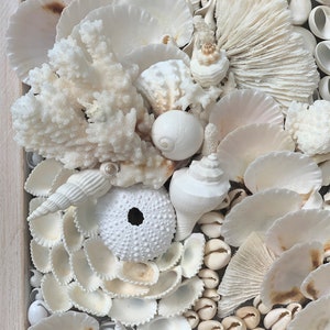 Organic Seashell Wall Art Coastal Natural REAL Shells Urchins Coral ...