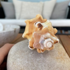 Perry's Triton Sea Shell-you Pick Size-cymatium Conch Chocolate White ...
