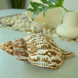 Florida Banded True Tulip Seashell 5-8" YOU PICK SIZE Sea Shell Brown ...