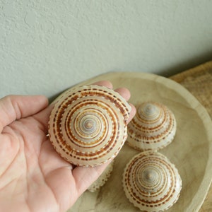 Sundial Seashells .5-2” You Pick Size Sea Shells Beach Wedding Décor ...
