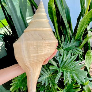 AUSTRALIAN TRUMPET SYRINX *you Choose Size* 16-20" Long Rare Mammoth ...