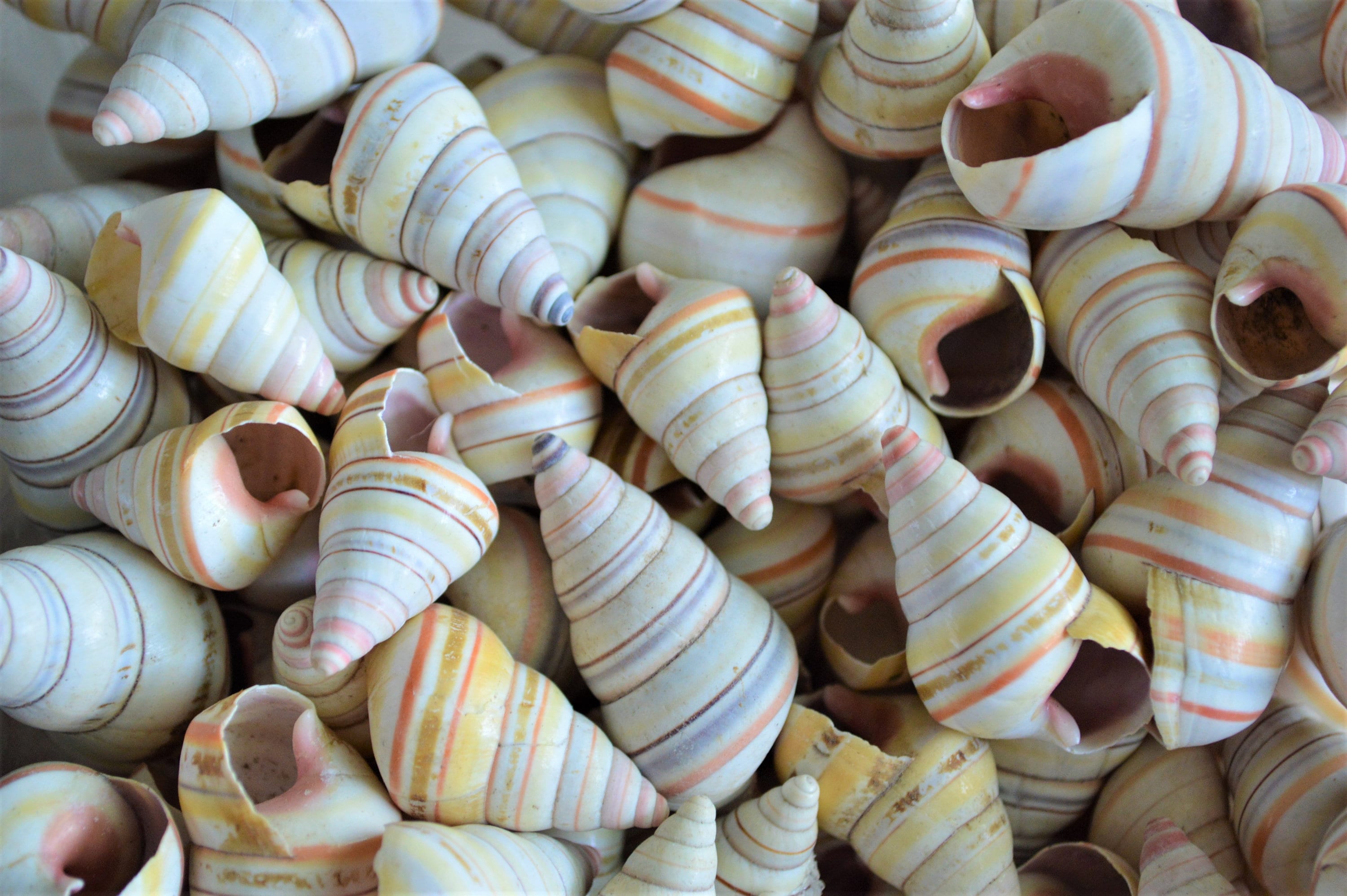 Rare RAINBOW Candy Cane Snail Seashells 3/4-1.5 Tree - Etsy