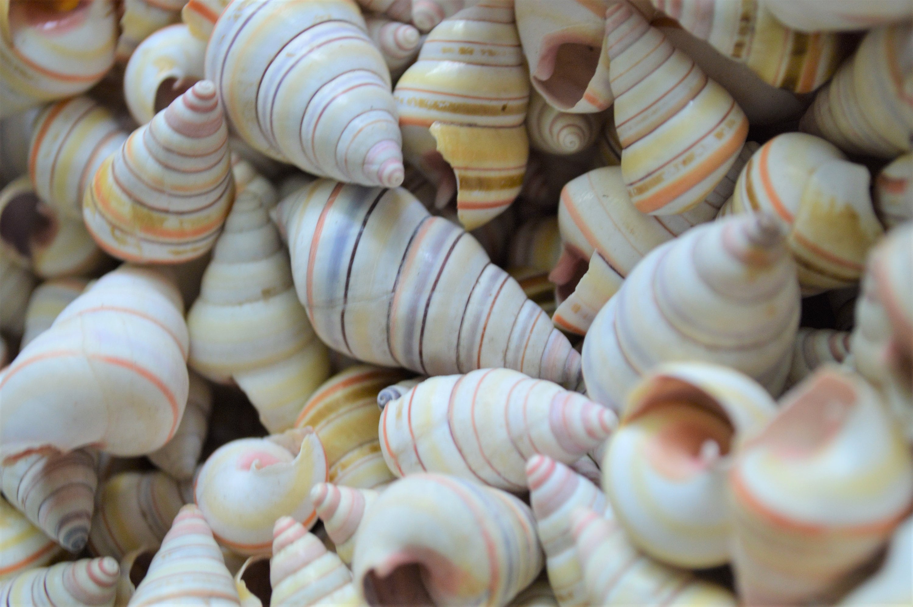 Rare RAINBOW Candy Cane Snail Seashells 3/4-1.5 Tree - Etsy