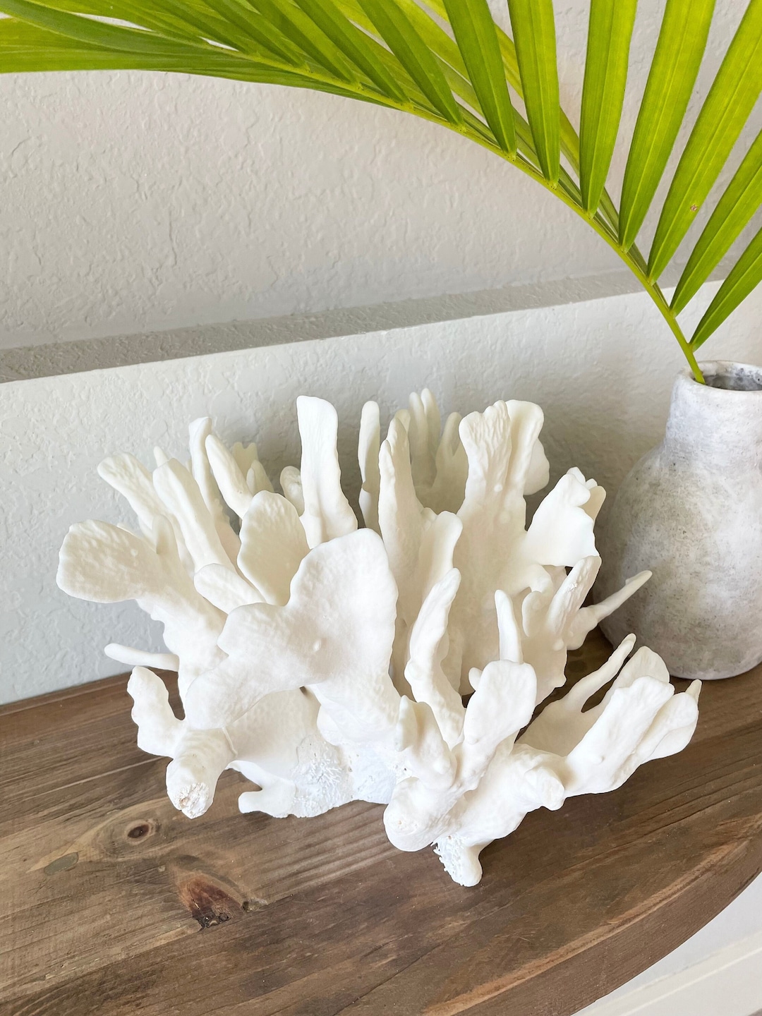 CACTUS CORAL White *all Sizes* Authentic Natural Real Sea Fossil ...