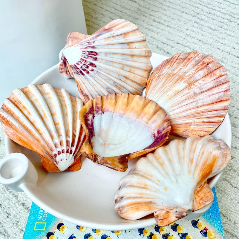 Lion Paw Scallop Shells - Etsy