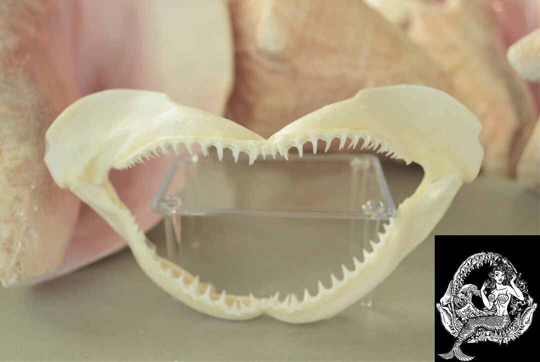 Shark Jaw 3-6" Taxidermy With Teeth 100% Real Display Natural Preserved ...