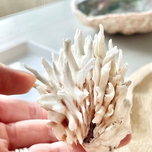 Spiny White Jewel Box Lazarius Whole Display Shell Seashell 1-4 ...