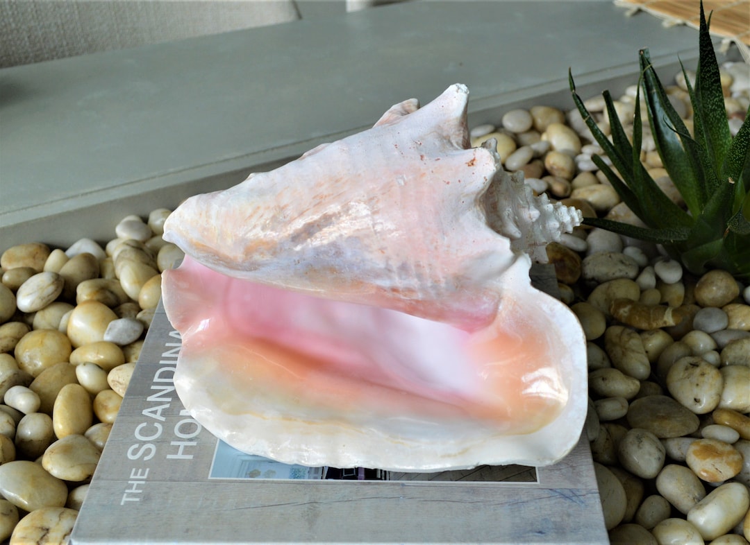 BAHAMA PINK CONCH Shell *all Sizes* Natural Upcycled Sustainable ...