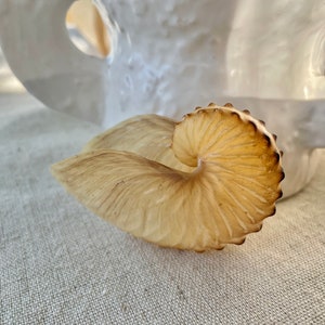 BROWN PAPER NAUTILUS Shell 2.5-3" Large Display Seashell Beach Nautical ...