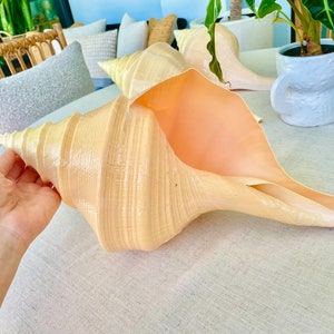 X-LARGE 16-20" You Pick Size Australian Trumpet Shell Syrinx Aruanus ...