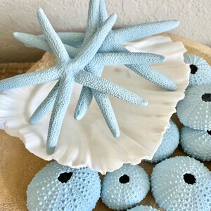 8-18 Light Blue REAL Sea Fans Starfish & Urchins Ocean Reef Natural ...