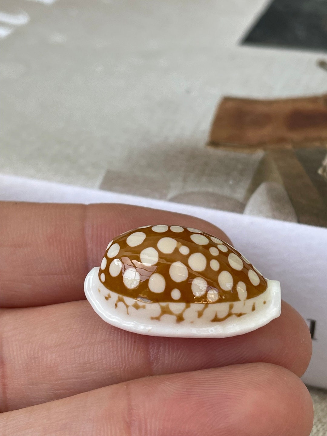 SIEVE COWRIE SHELL *all Sizes* Rare Brown White Spotted Cowry Display ...
