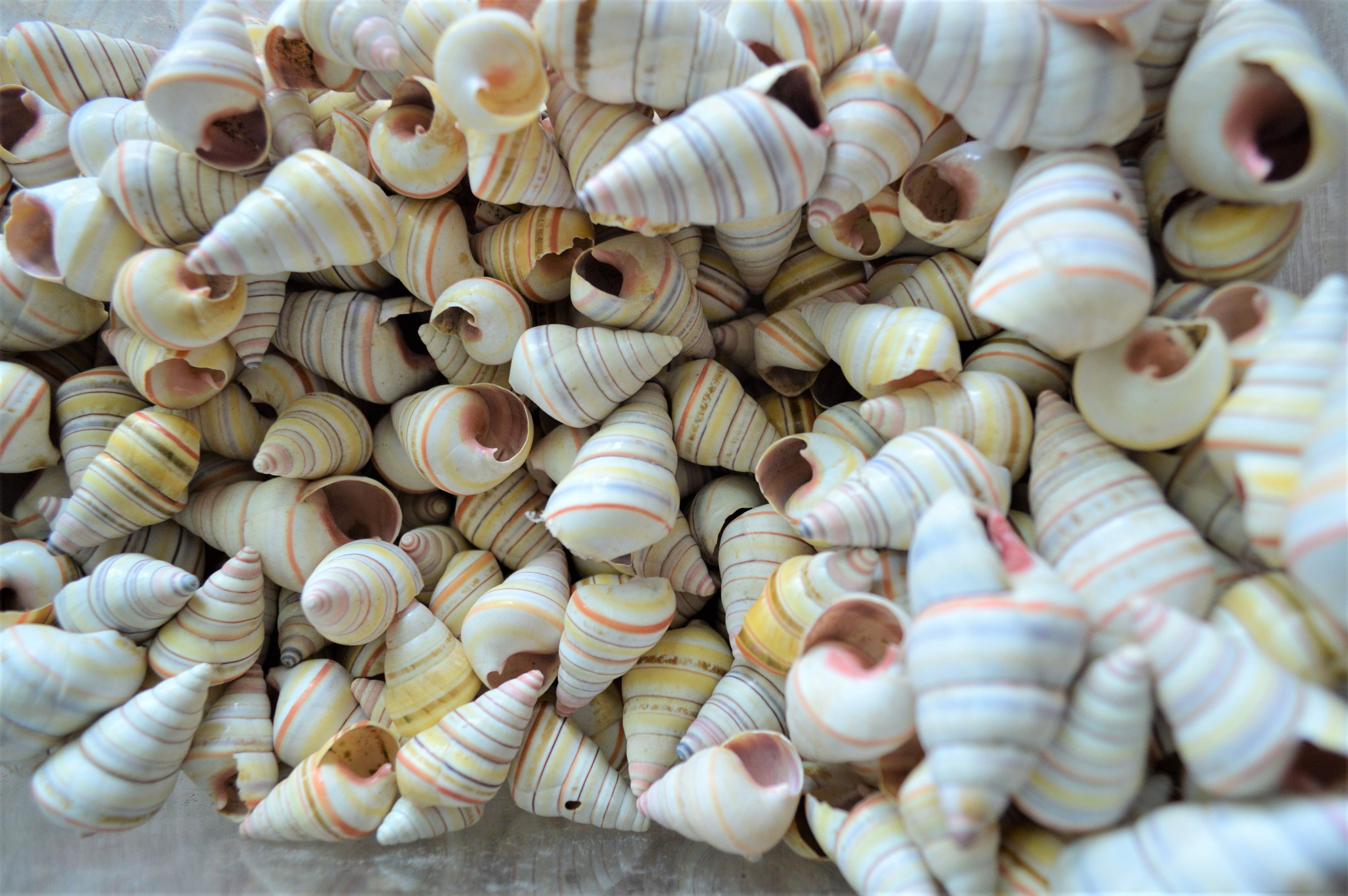 Rare RAINBOW Candy Cane Snail Seashells 3/4-1.5 Tree - Etsy