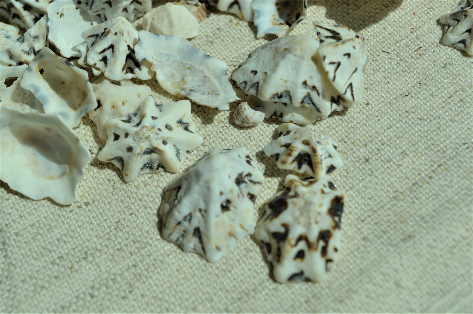 BULK 100-1000pc Star Shaped Limpet Sea Shells 1/2-1 - Etsy