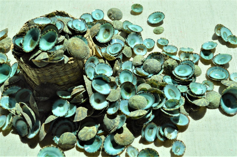Emerald Green Limpet Shells (1/2"-1") Coastal Décor Beach Crafts ...