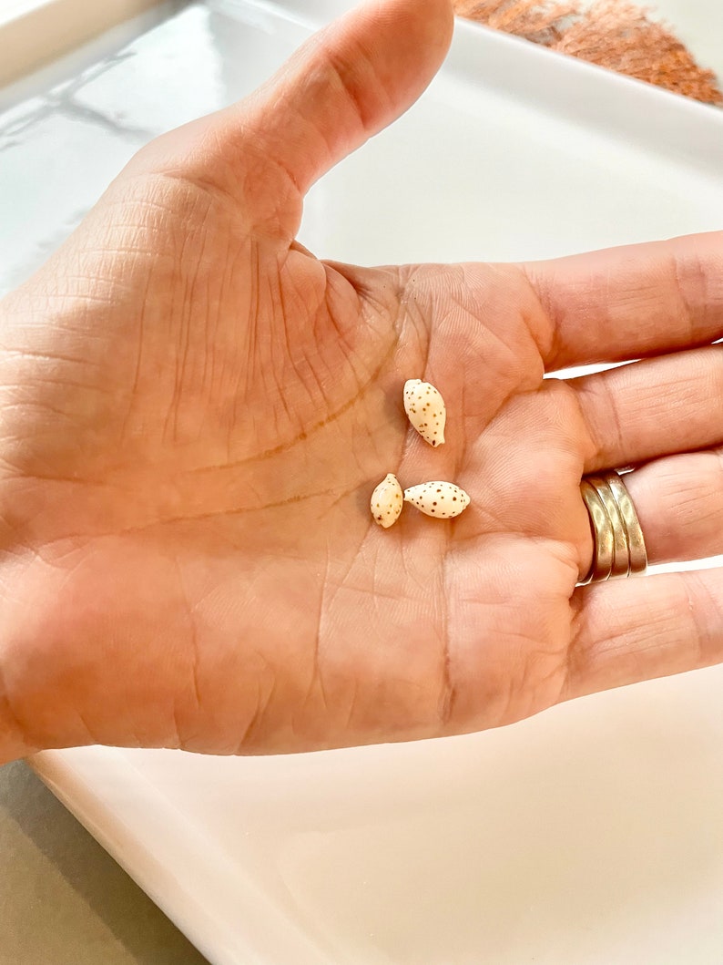 Rare Cypraea Punctata Spotted Cowrie Display Shell 10mm.13mm. - Etsy