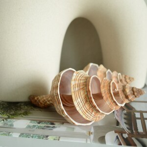 100% Real Striped Fox Conch Shell Cut Natural Seashell Beach Nautical ...