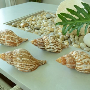 Florida Banded True Tulip Seashell 5-8" YOU PICK SIZE Sea Shell Brown ...