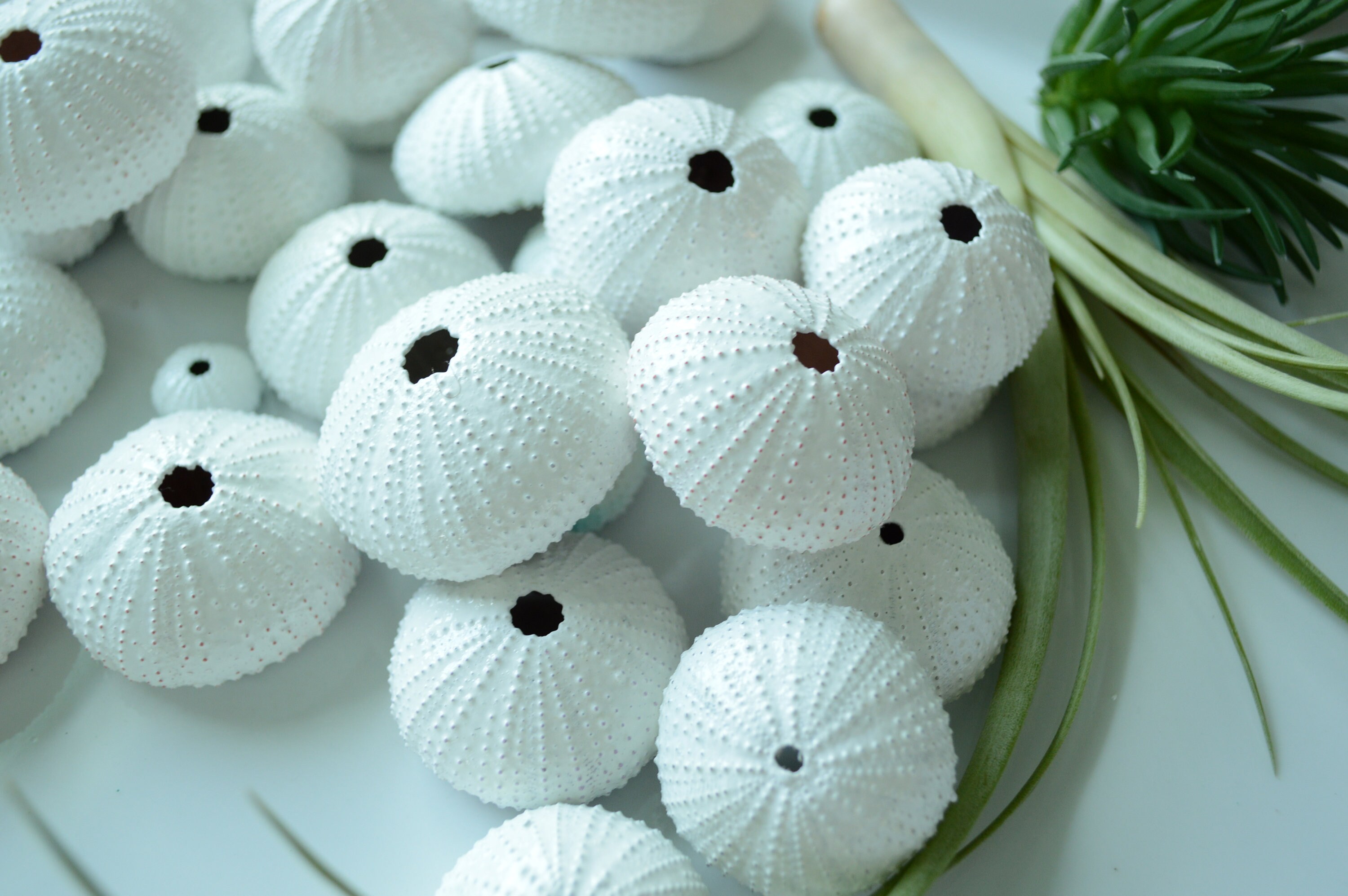 White Sea Urchin Shells Medium Beach Crafts Coastal Cottage - Etsy