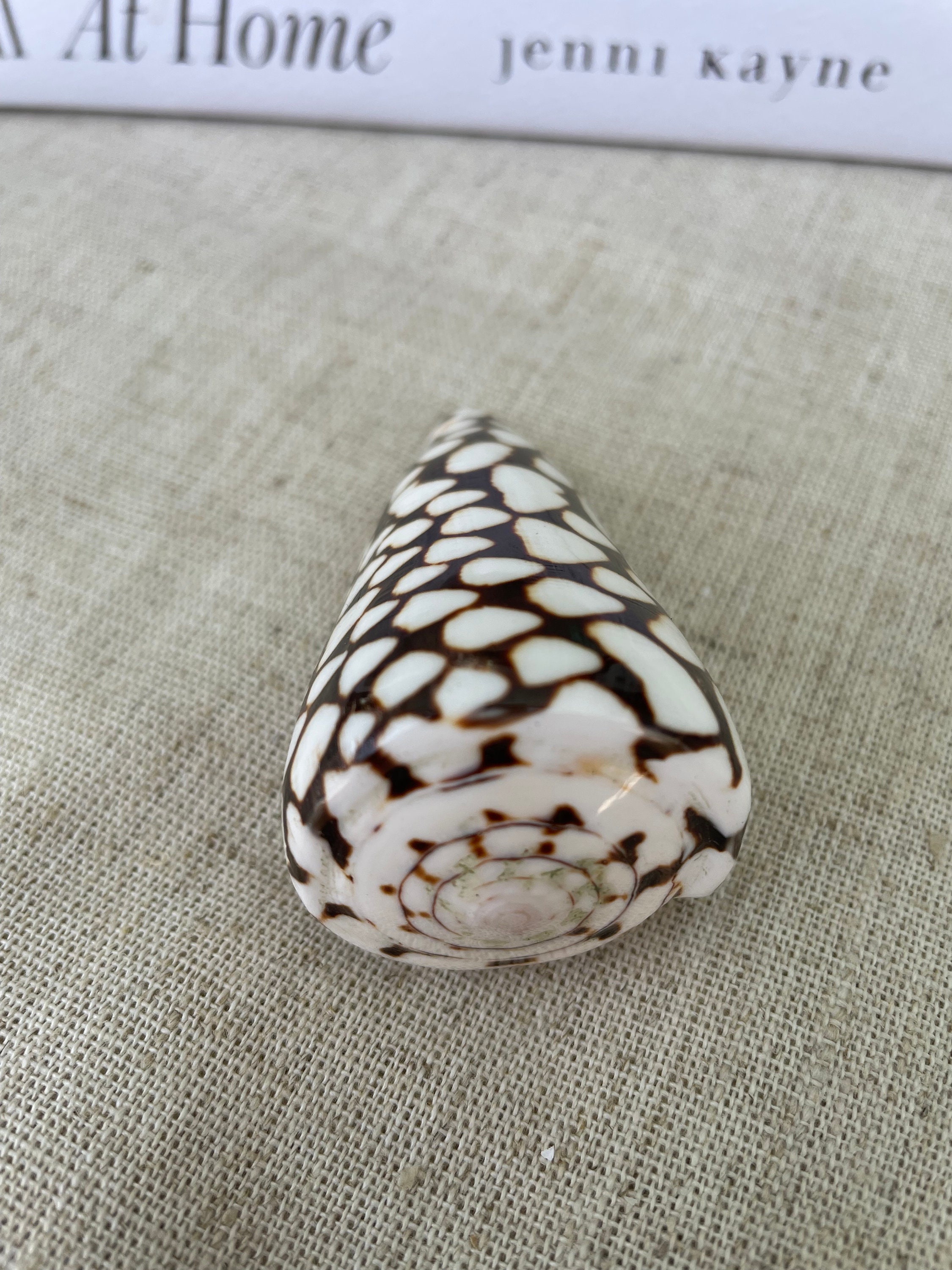 MARBLE CONE SHELLS *all Sizes* Natural White Brown Spots Modern Décor ...