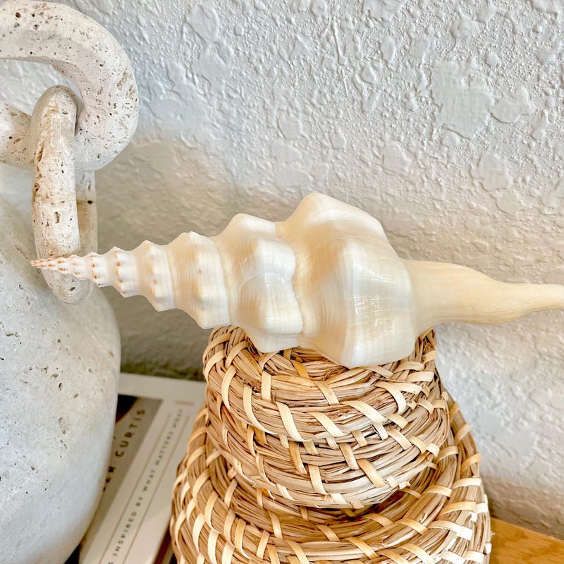 SanibelCoralandShell - Etsy
