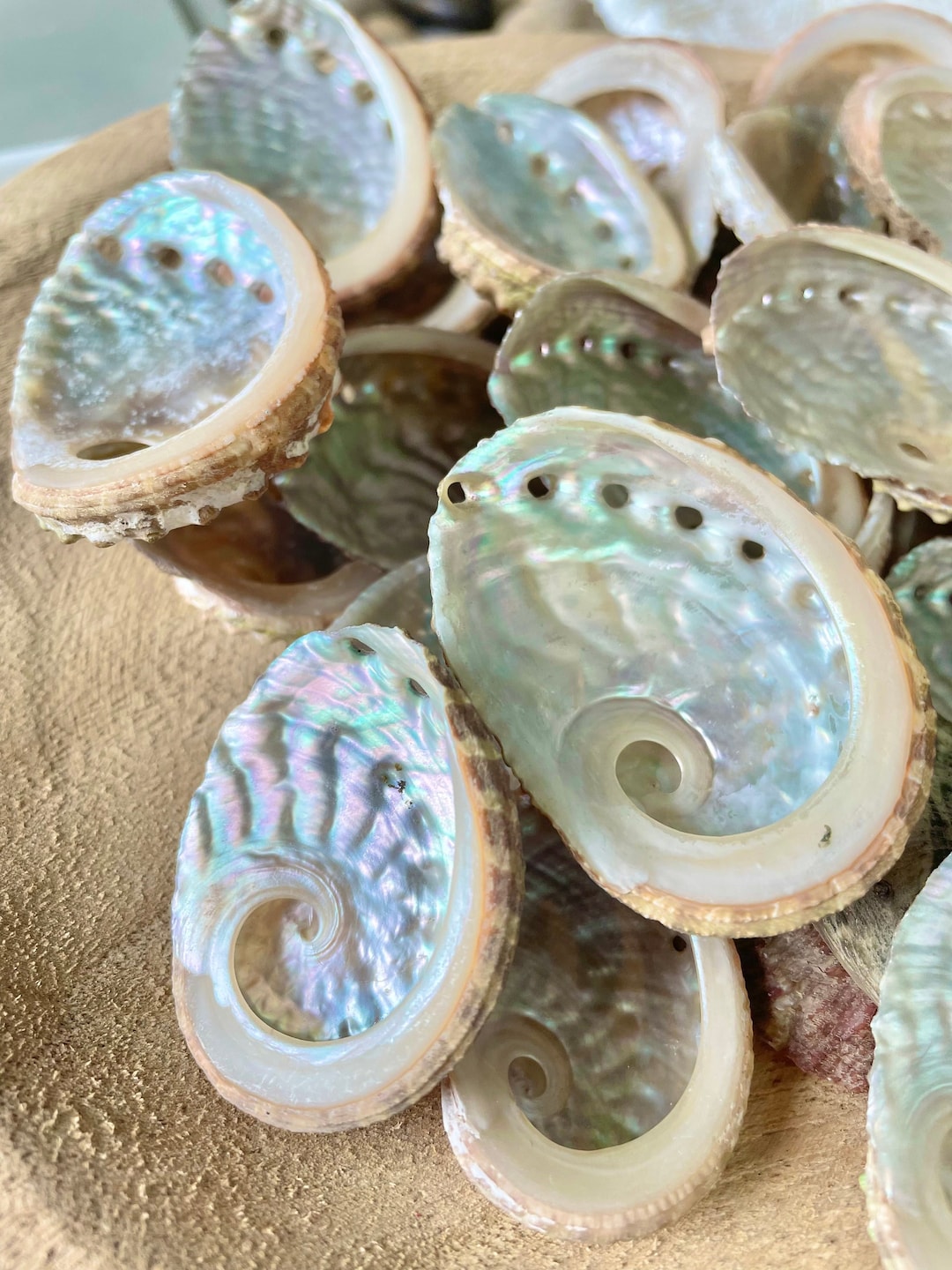 Red Abalone Shells 1-2.5" * You Choose Quantity* Small Craft Seashells ...