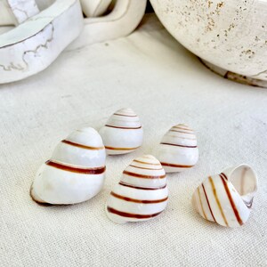 White Brown Striped Land Snail Seashells Small 1.5" Beach Wedding ...