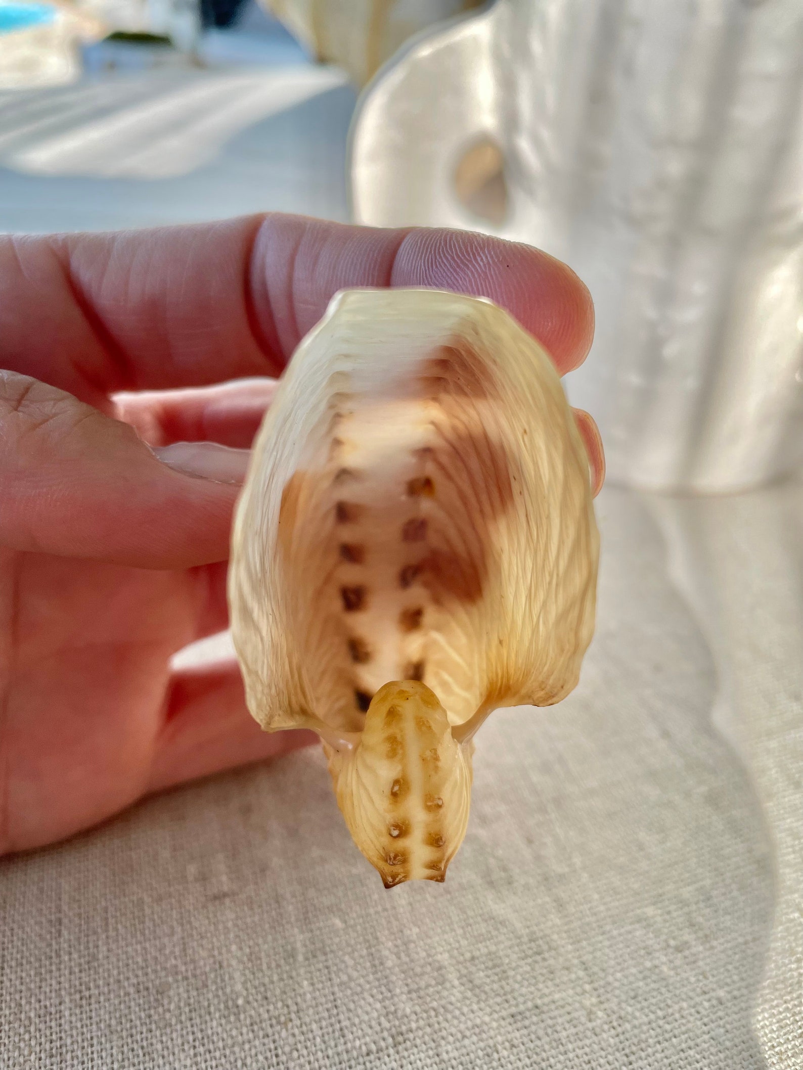 Real From the Sea XL Brown Paper Nautilus argonaut Seashell 2-3 Beach ...