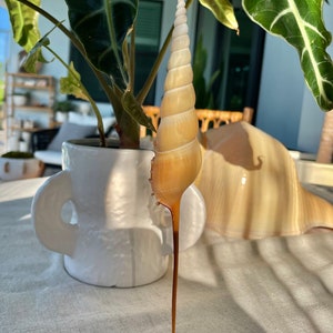 100% Real Shinbone Tibia Sea Shell Display Seashell 6-9" Coastal ...