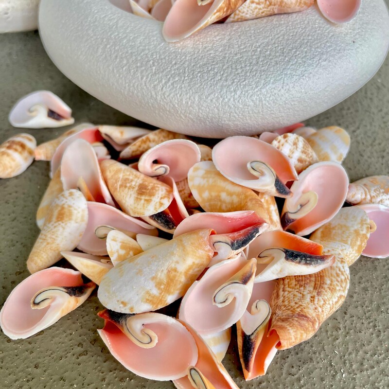 Shells Red - Etsy