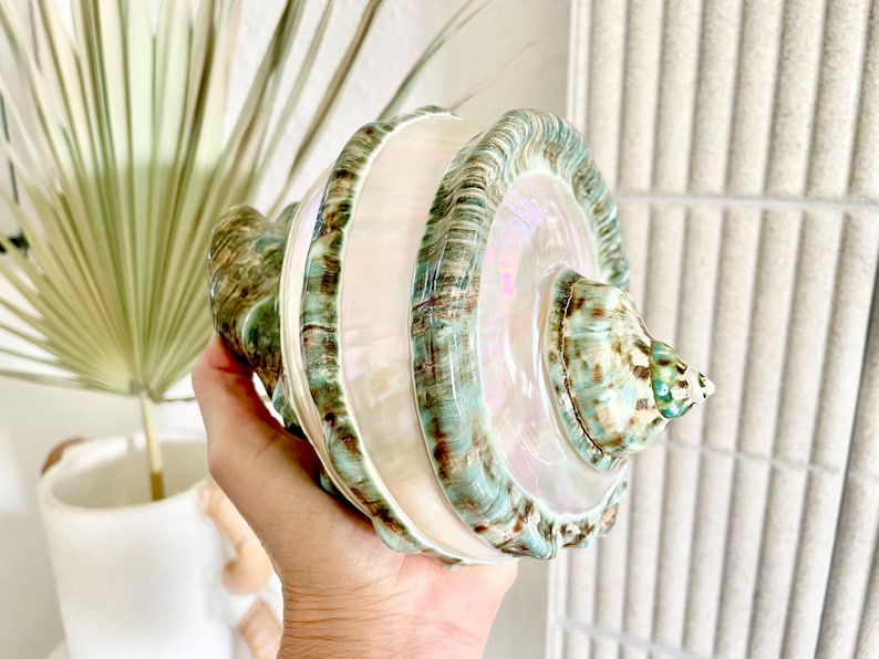 Giant 7-8" Green Banded Marmoratus Turban Shell, Polished Coastal Décor ...