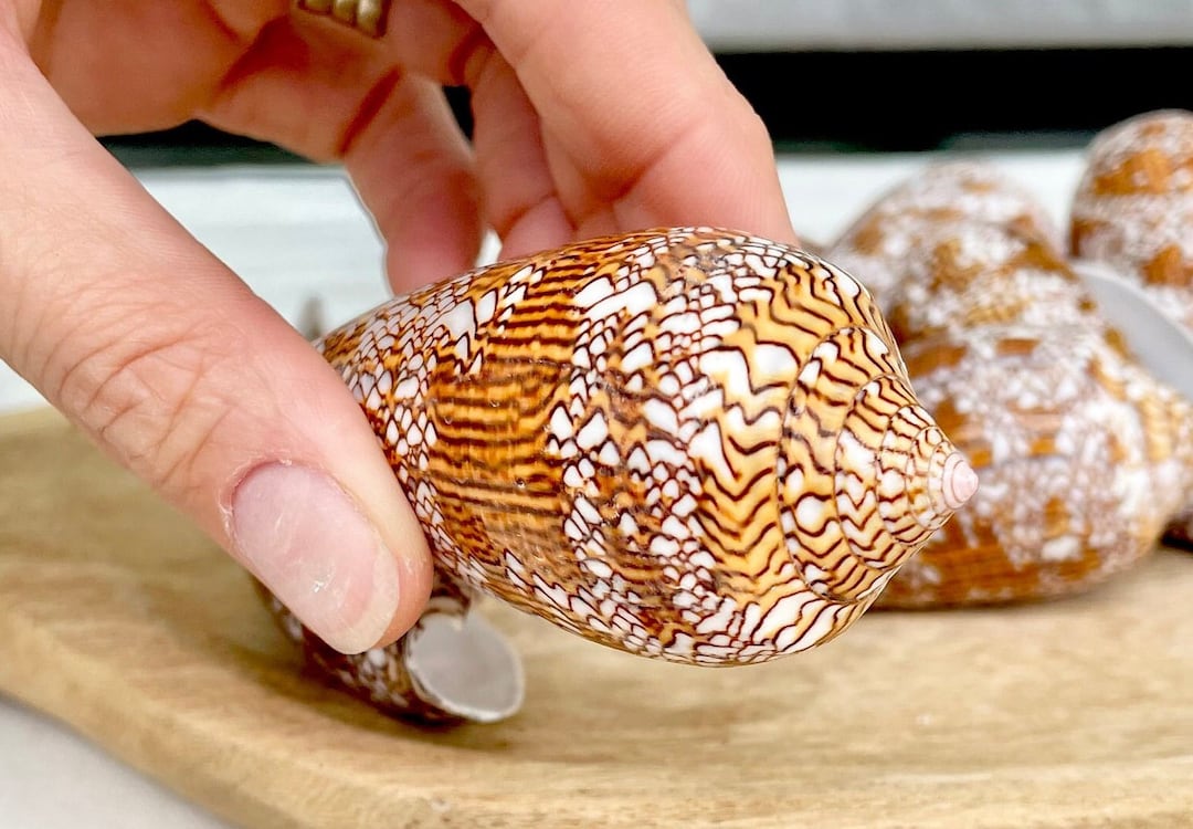 XL 3-3.5" Textile Cone Seashell Cloth of Gold Cone Sea Shell Conus ...