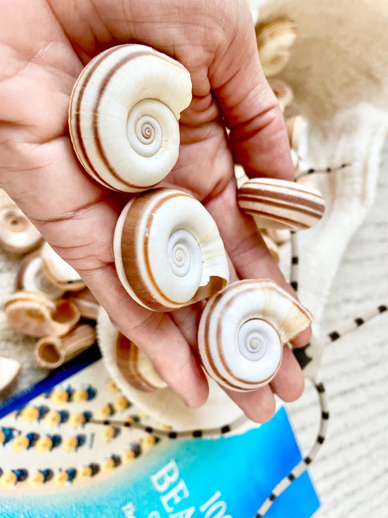 RAMS HORN SNAIL Shells 1.5-2" White Brown Stripes Small Craft Jewelry ...