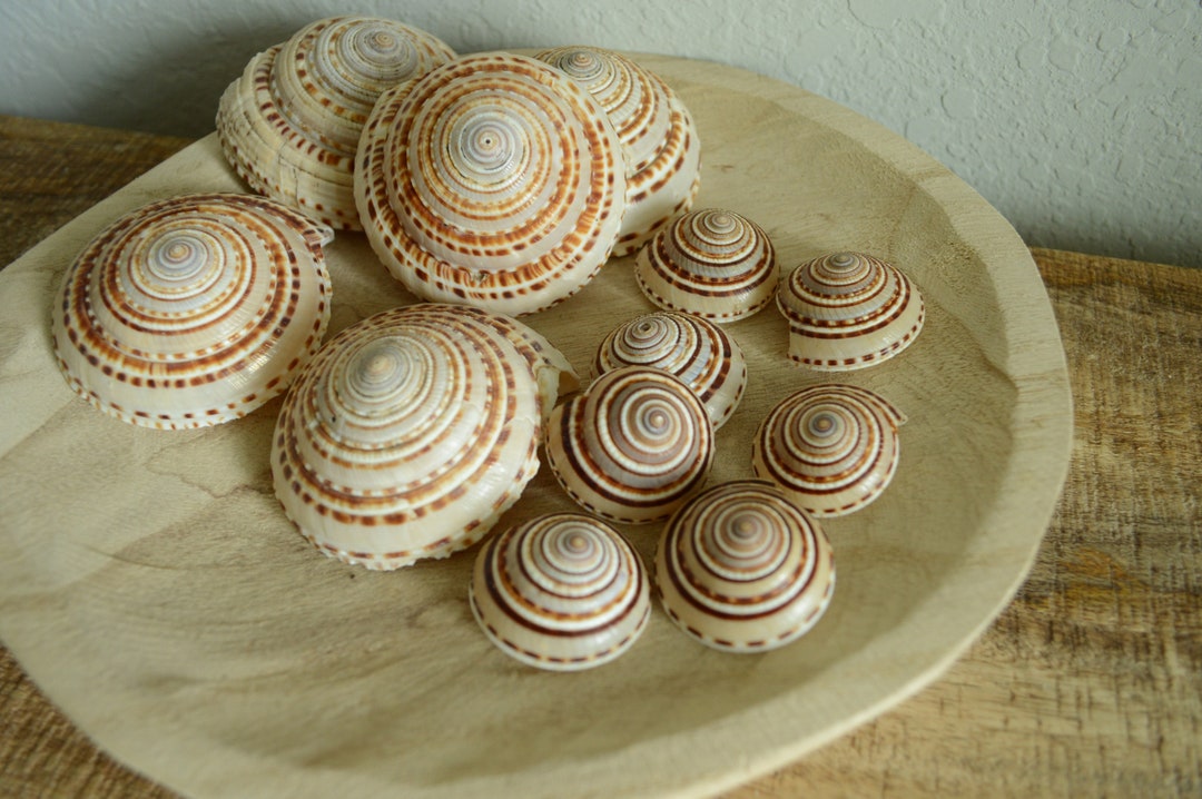 Sundial Seashells .5-2” You Pick Size Sea Shells Beach Wedding Décor ...