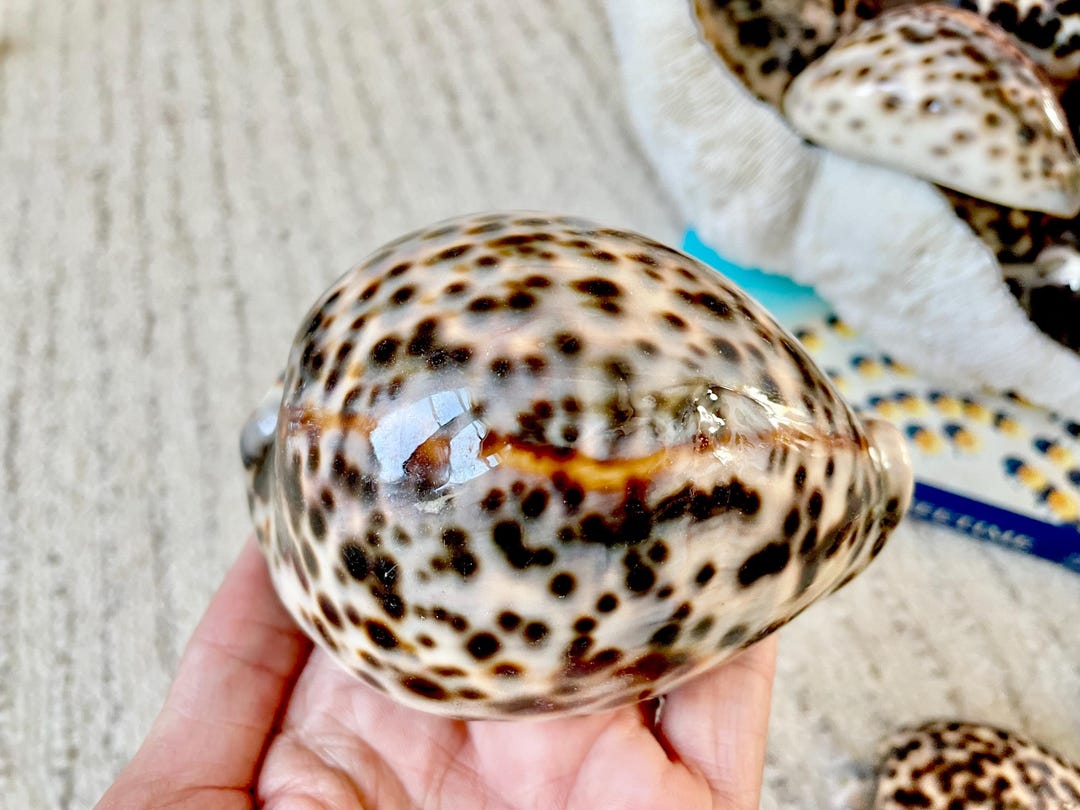 AFRICAN TIGER COWRIE Xl Shell 3-4" Natural Spotted Brown White Orange ...