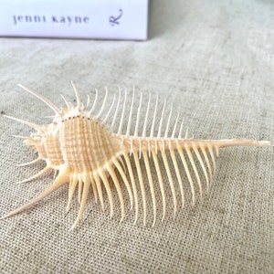 100% Real Large 1-6" You Pick Size Spikey Murex Pectin Venus Comb ...