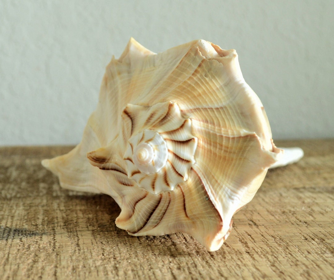 Lightning Whelk Conch Shell 3-13" Seashell -you Choose Size- Sea Shell ...
