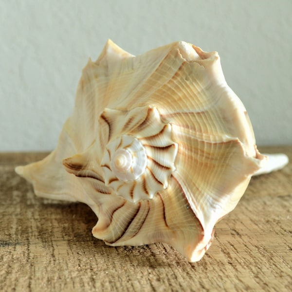 Large Shell - Etsy