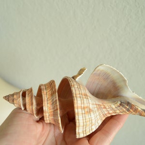 100% Real Striped Fox Conch Shell Cut Natural Seashell Beach Nautical ...