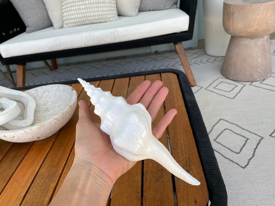 You Pick Length! 6-8" Wavy Spindle Seashell White Fusinus Cyrtulus ...