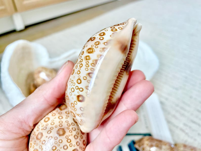 Eyed Cowrie Shell, 3-3.5" Beige Brown Glossy Seashell, Coastal Decor - Etsy