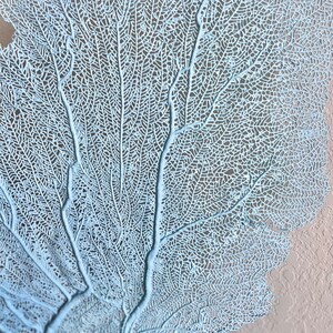8-18 Light Blue REAL Sea Fans Starfish & Urchins Ocean Reef Natural ...