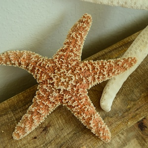 Natural Sugar Starfish: 1-13” *you Choose Size* Coastal Décor, Beach ...