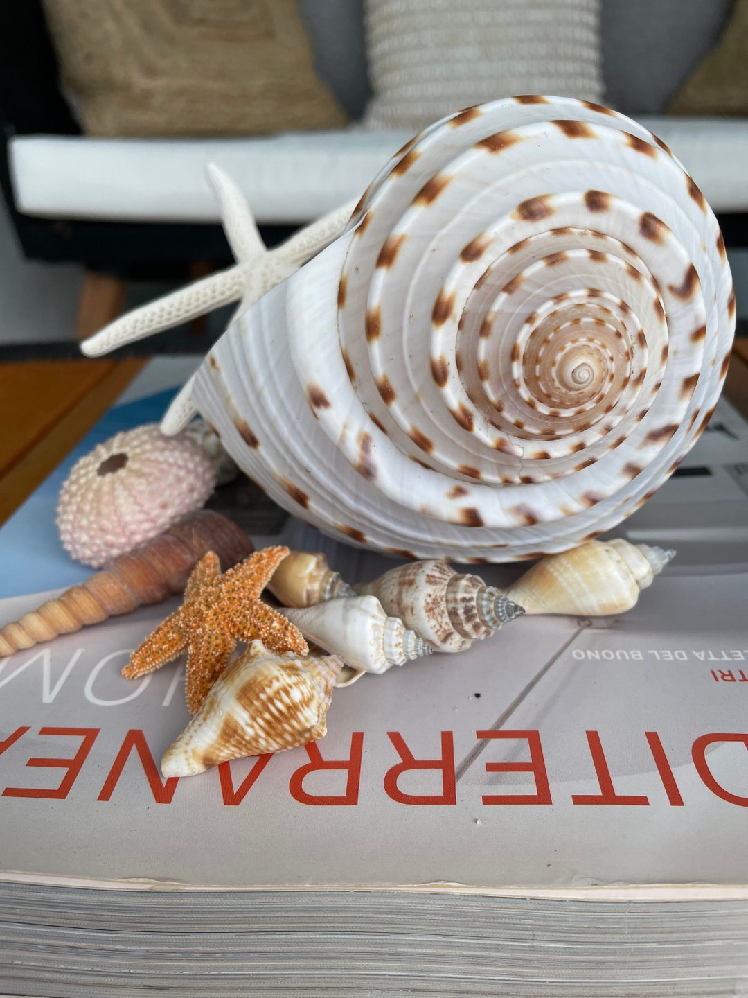 Mystery Stuffed Large Seashell! Various Shells Seashells, Sea Glass ...