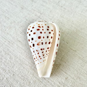 White Brown Spots Betuline Cone Seashell Shells 2-3" Conus Beach ...